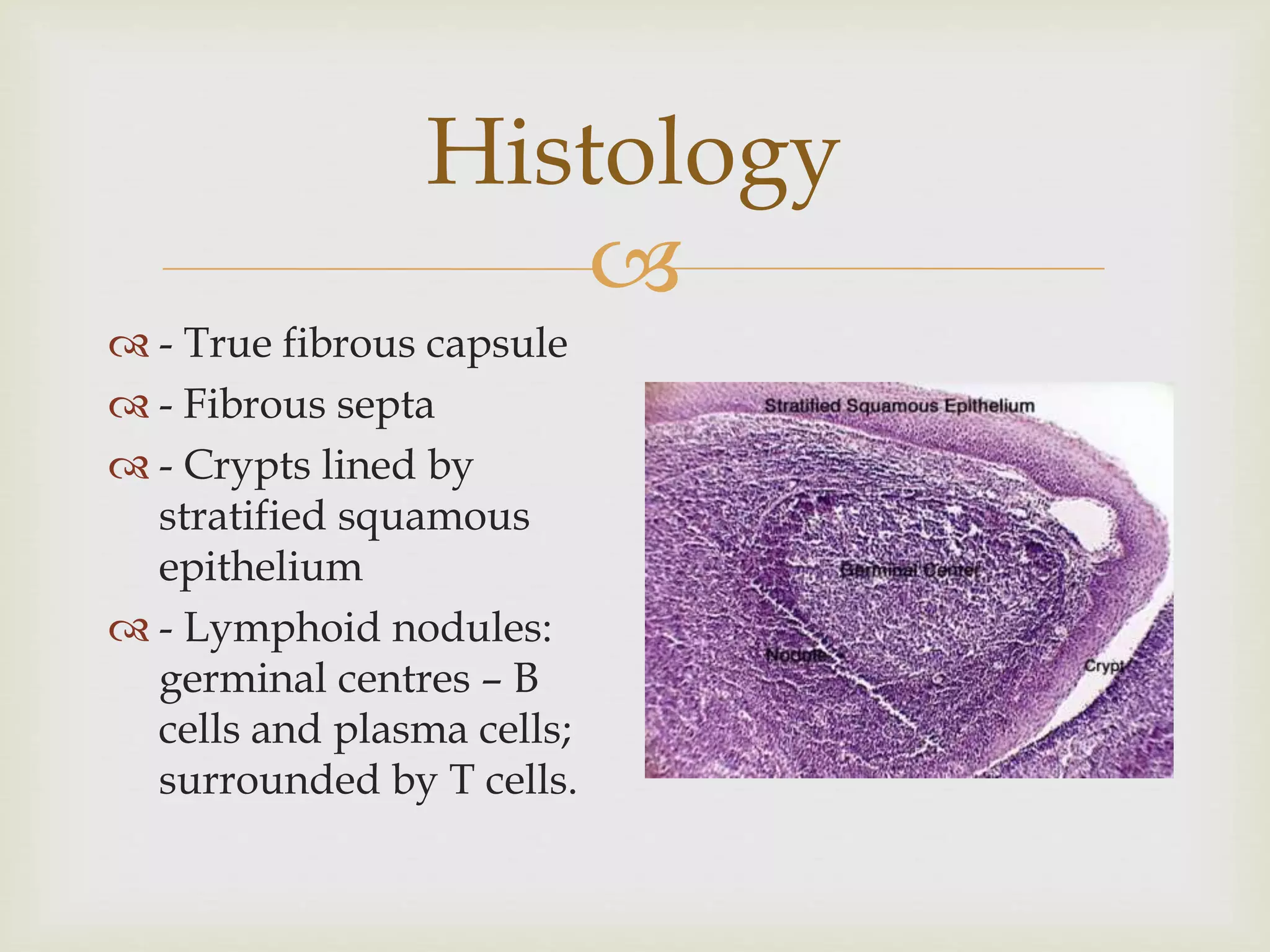 Tonsils ppt | PPTX