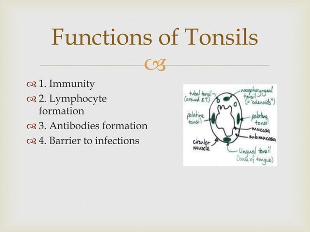 Tonsils ppt | PPTX | Ear, Nose and Throat Conditions | Diseases and ...