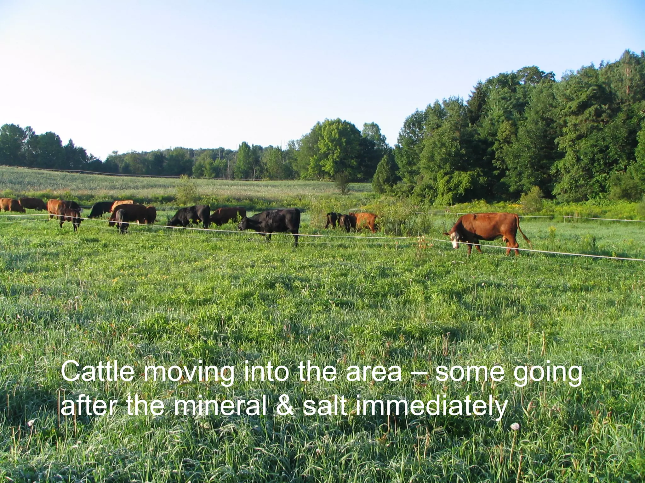 HOLISTIC MANAGEMENT Planned Grazing | PPT
