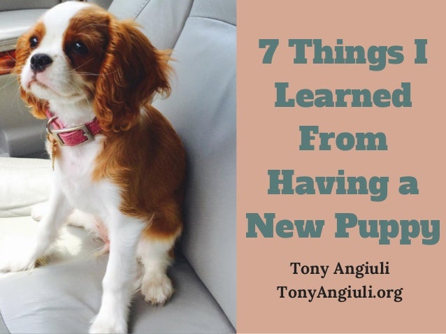 7 Things I Learned From Having a New Puppy (@AnthonyAngiuli)