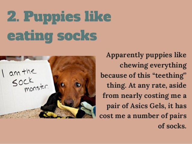 7 Things I Learned From Having a New Puppy (@AnthonyAngiuli)