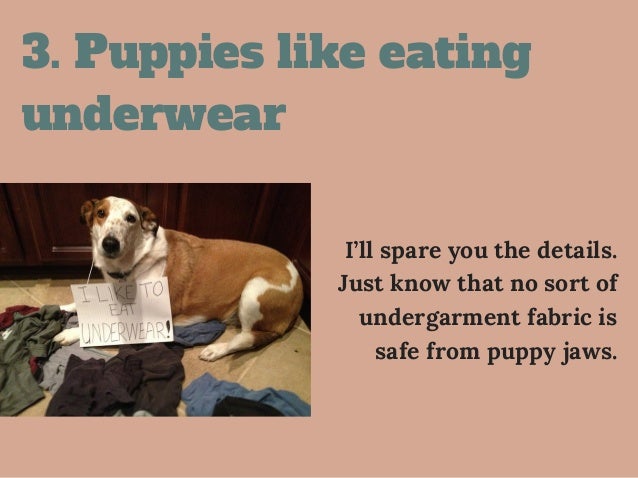 7 Things I Learned From Having a New Puppy (@AnthonyAngiuli)