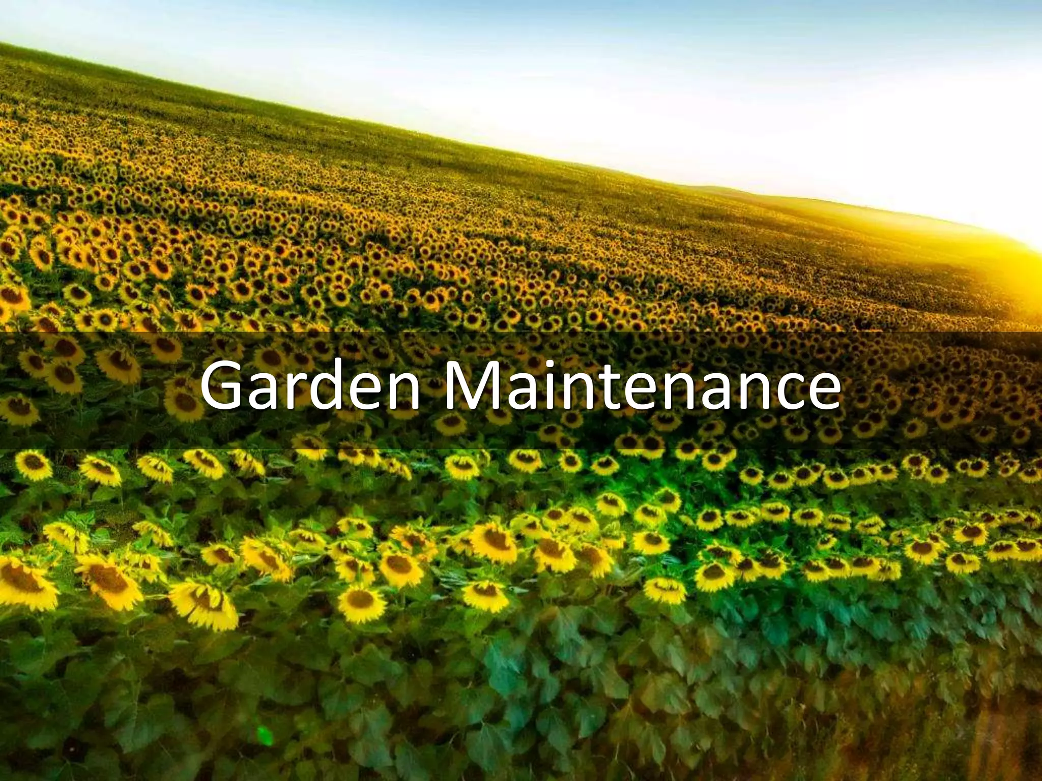 Tony's gardening and maintenance presentation | PPTX