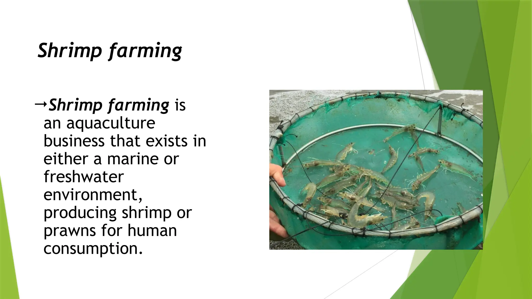 Tools-and-Equipment-in-Aquaculture.pptxx | PPTX