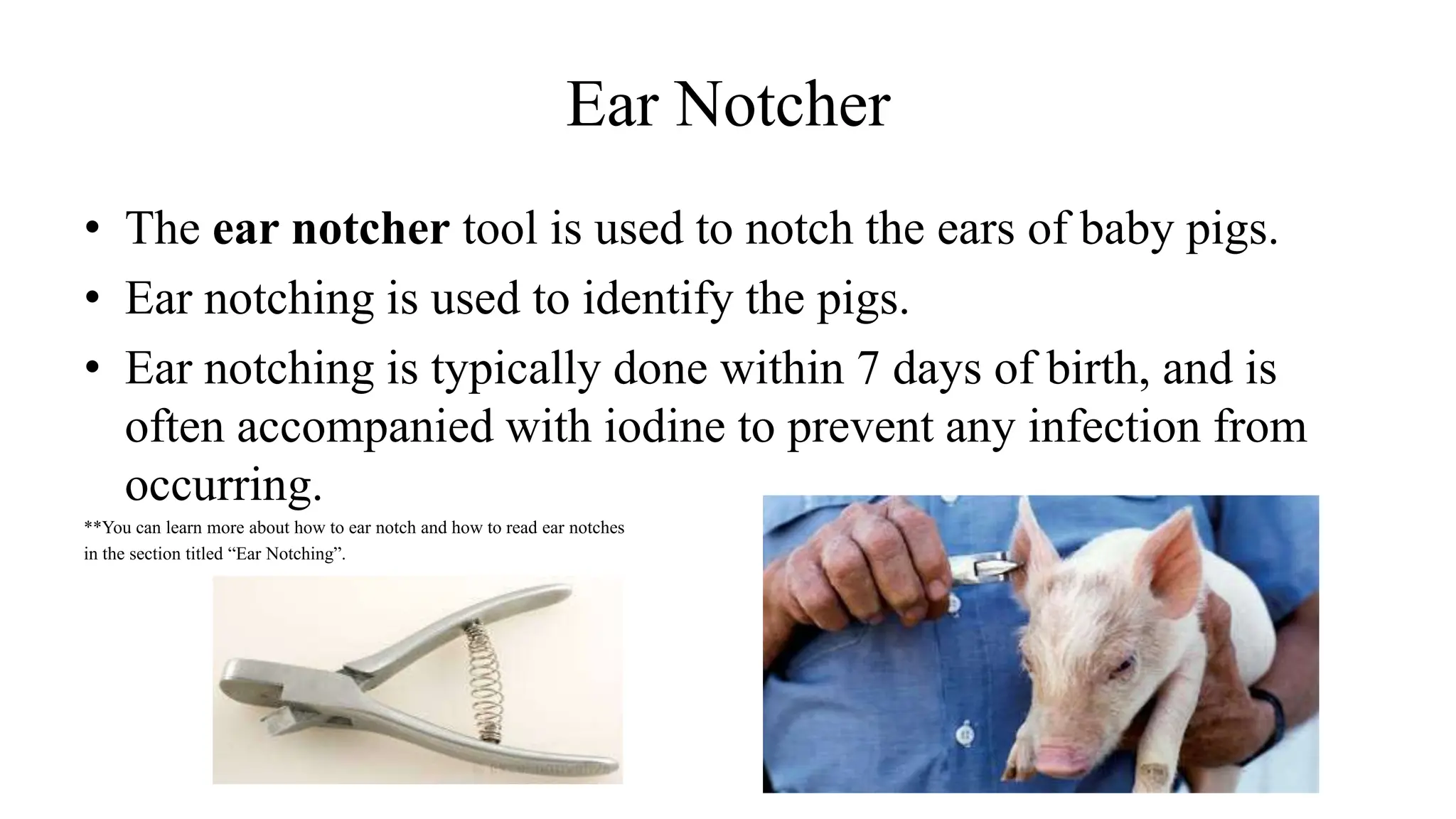 Tools and Equipment hshshs+ Quiz EDITED.pptx