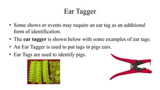 Tools and Equipment hshshs+ Quiz EDITED.pptx | Medical Health