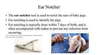 Tools and Equipment hshshs+ Quiz EDITED.pptx | Medical Health