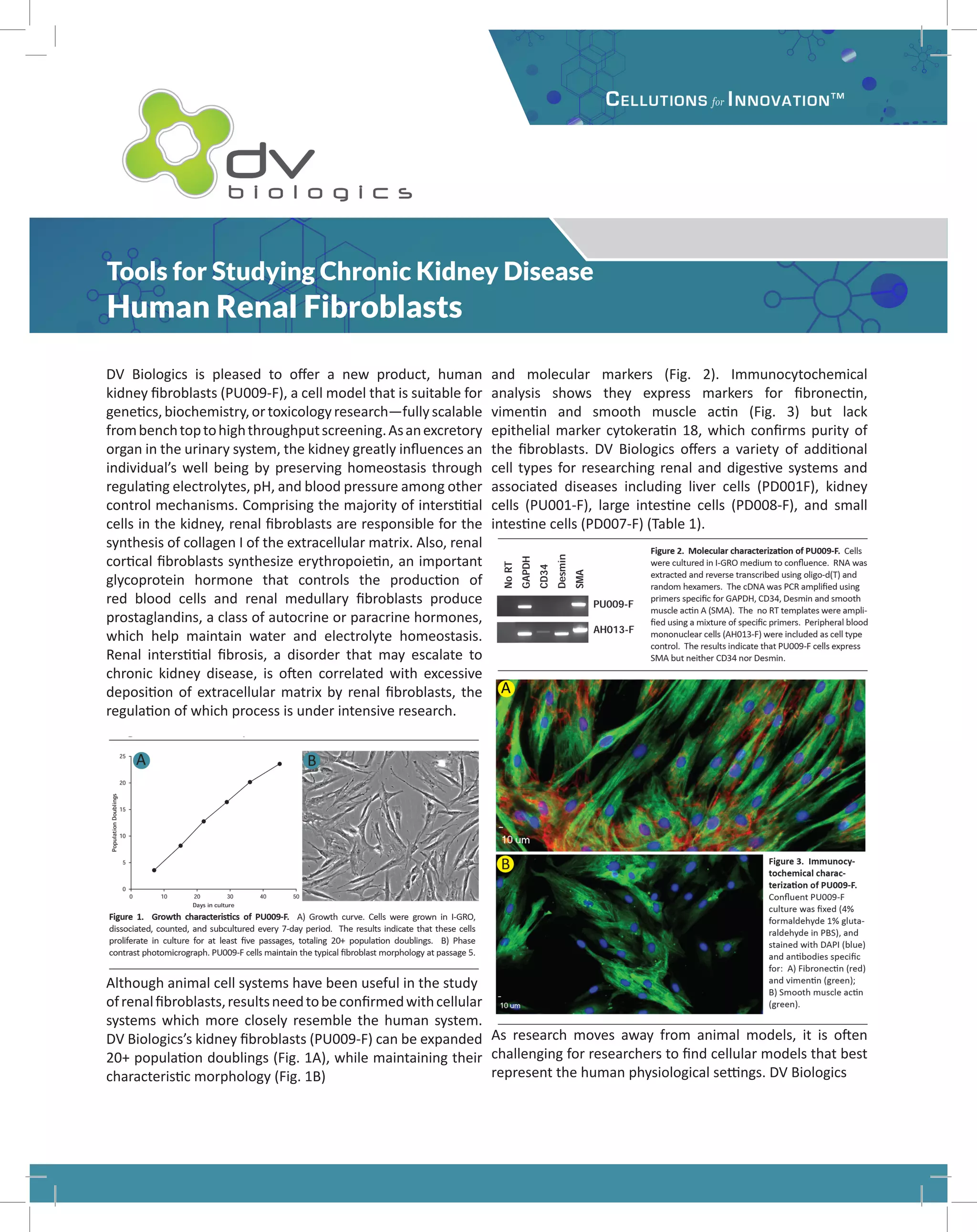 Chronic Kidney Disease & Human Renal Fibroblasts | PDF