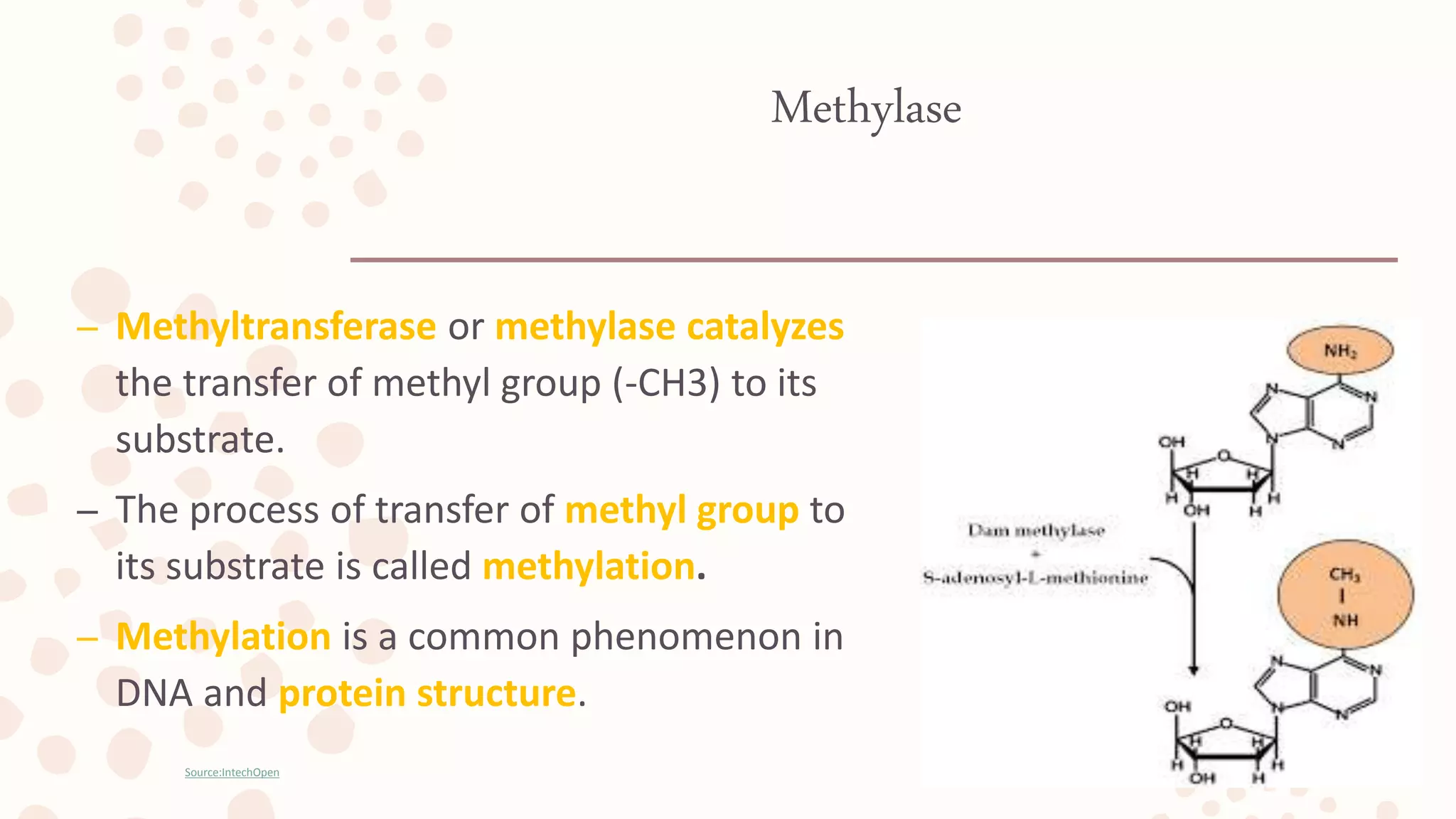 Tools of genetic engineering | PPTX