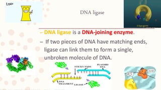 Tools of genetic engineering | PPTX