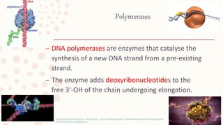 Tools of genetic engineering | PPTX