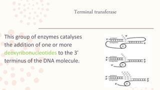 Tools of genetic engineering | PPTX