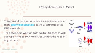 Tools of genetic engineering | PPTX