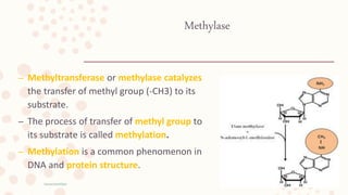 Tools of genetic engineering | PPTX