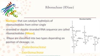 Tools of genetic engineering | PPTX