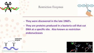 Tools of genetic engineering | PPTX