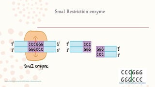 Tools of genetic engineering | PPTX