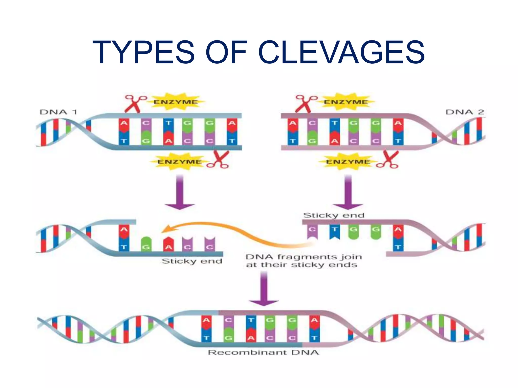 Tools used in genetic engineering | PPTX