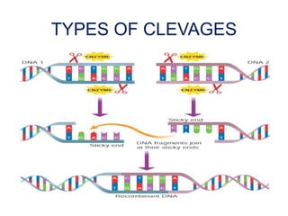 Tools used in genetic engineering | PPTX