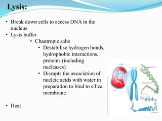 Tools used in molecular biology | PPTX