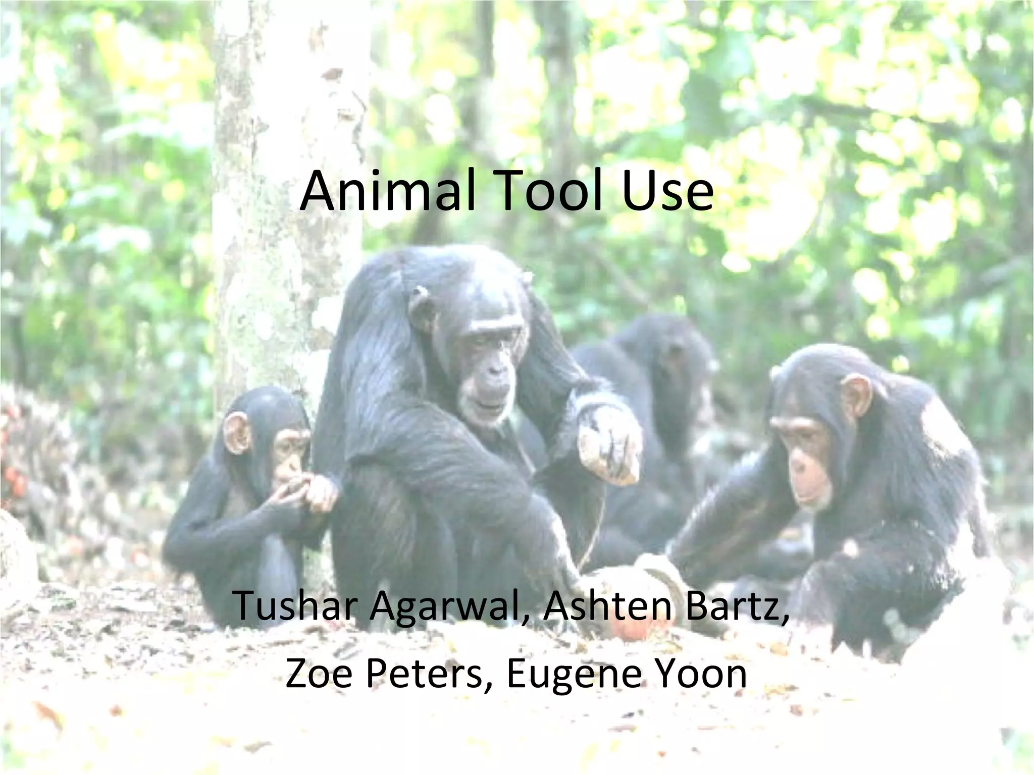 Animal Tool Use Presentation | PPT