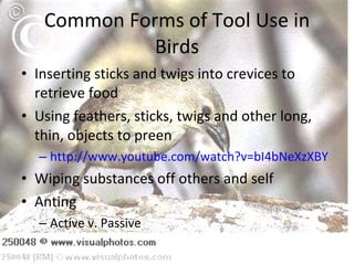 Animal Tool Use Presentation | PPT