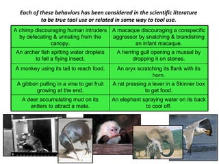 Animal Tool Use Presentation | PPT