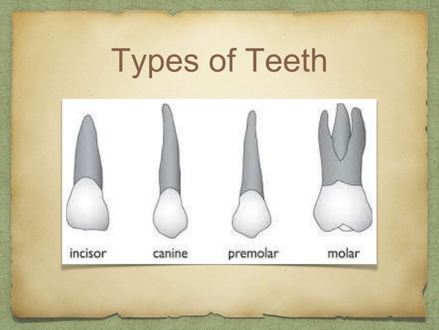 Drawing Teeth | PPT