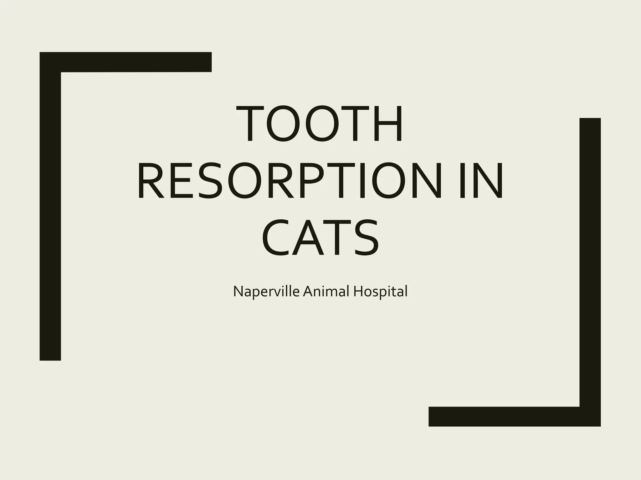 Tooth Resorption in Cats | PPT