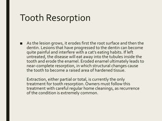 Tooth Resorption in Cats | PPT