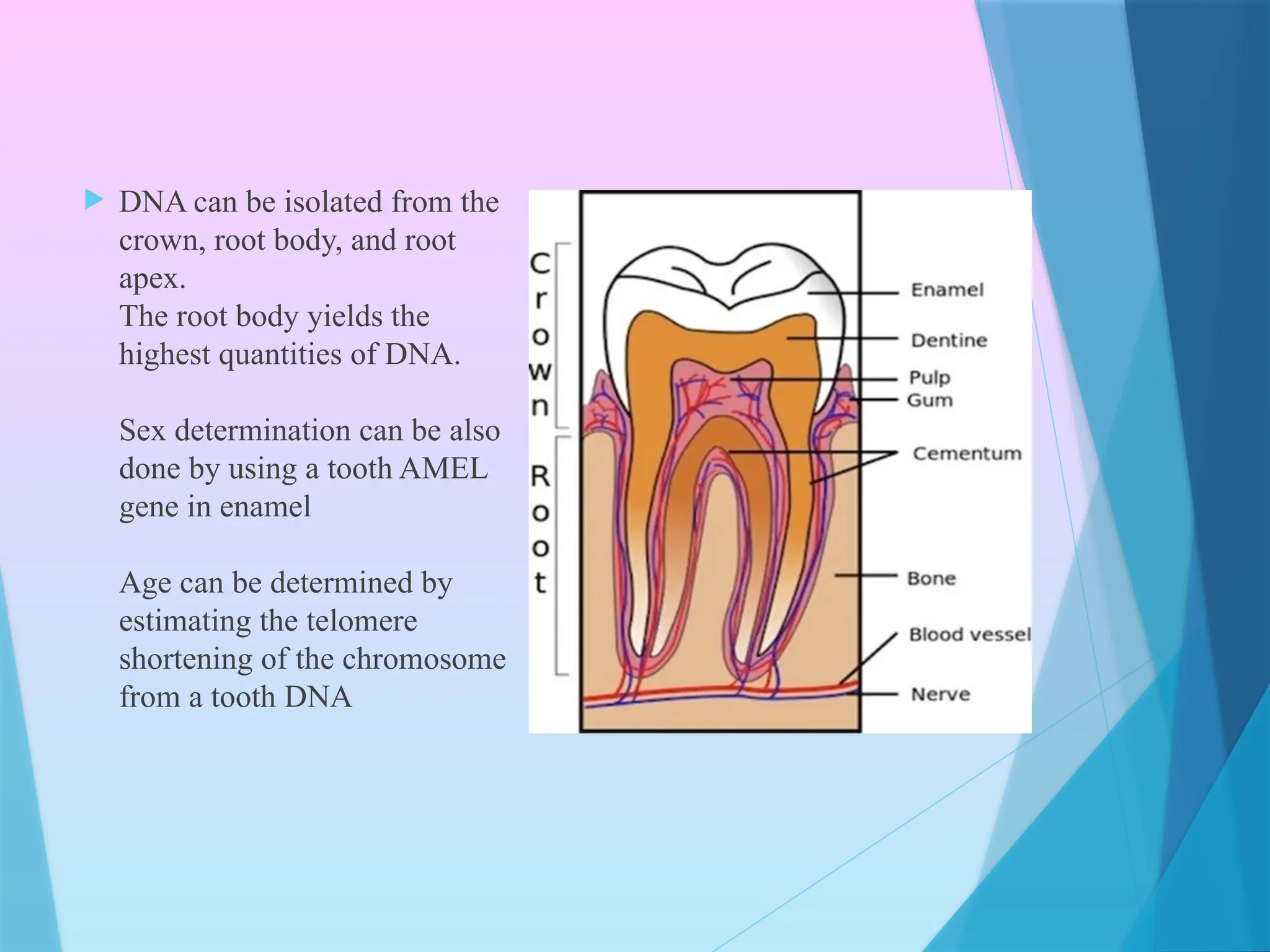 TOOTH- A UNIQUE SOURCE OF DNA IN FORENSIC ODONTOLOGY.pptx