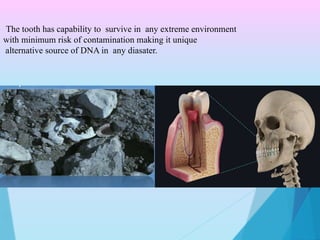 TOOTH- A UNIQUE SOURCE OF DNA IN FORENSIC ODONTOLOGY.pptx