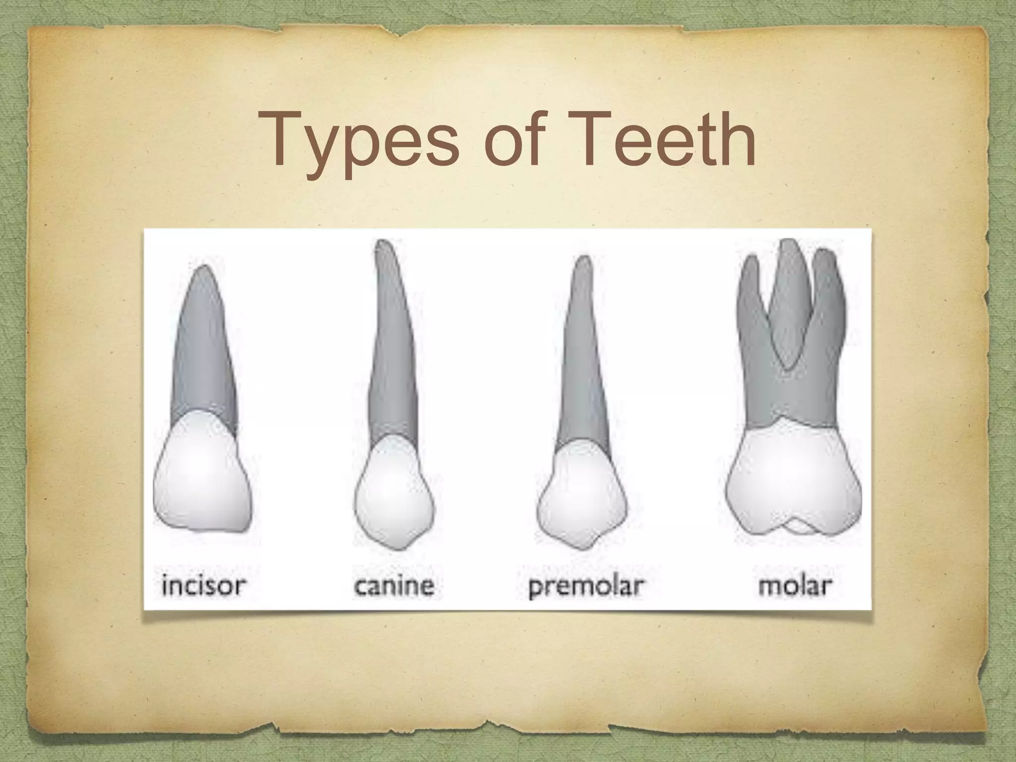 Describing Teeth | PPT