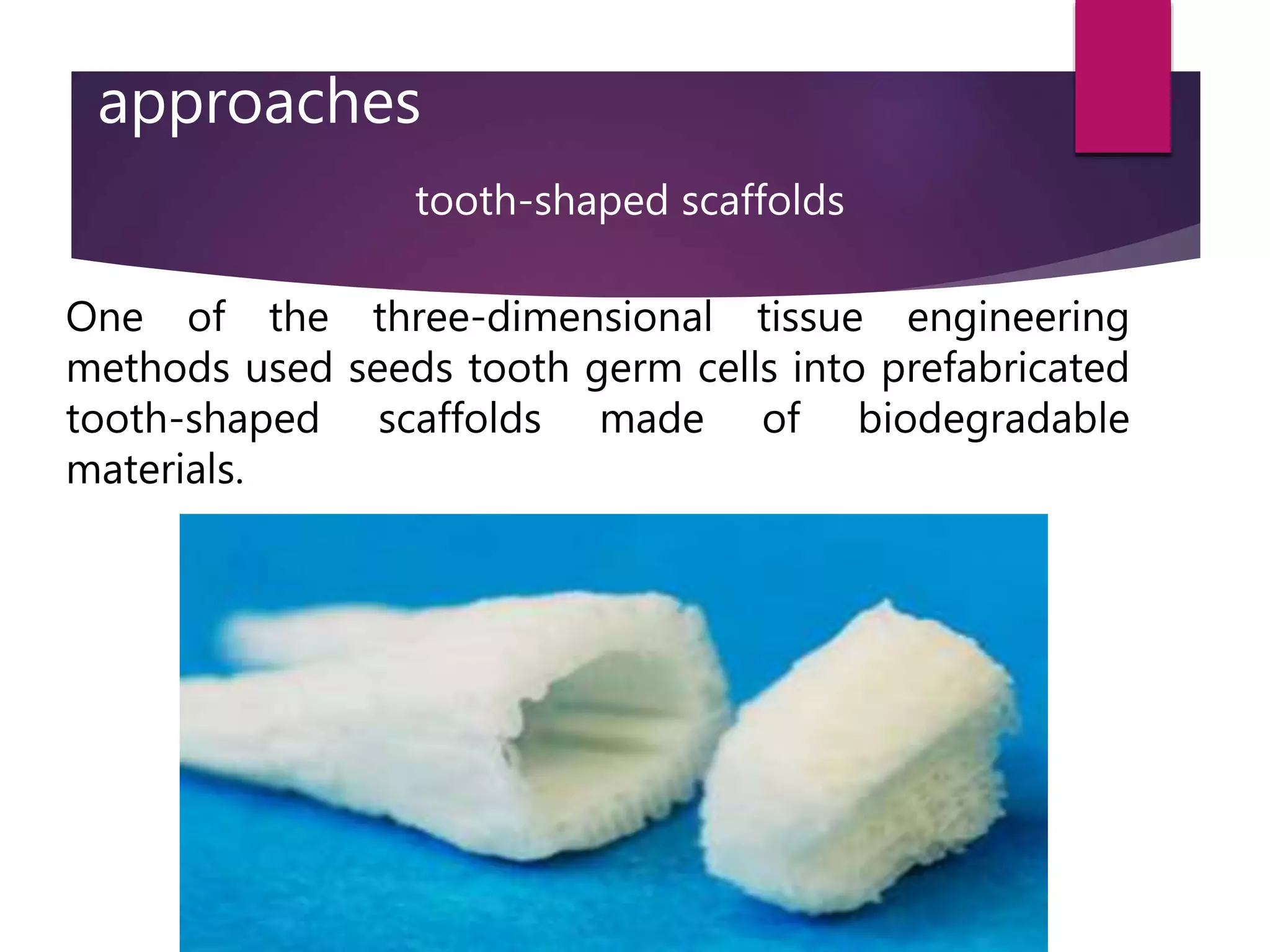 Tooth bioengineering and the next generation of dentistry | PPTX