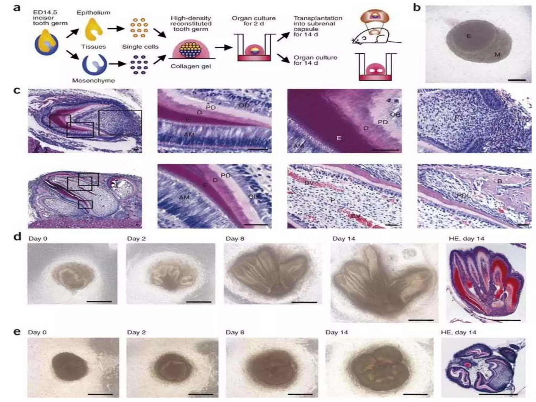 Tooth bioengineering and the next generation of dentistry | PPTX