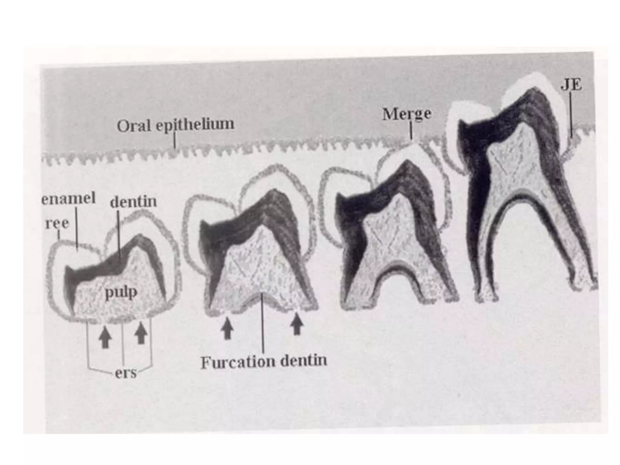Tooth calcification and eruption.pptx