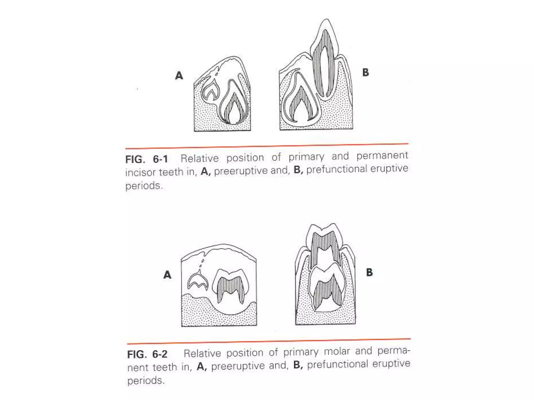 Tooth calcification and eruption.pptx | Oral care | Personal Care