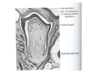 Tooth calcification and eruption.pptx