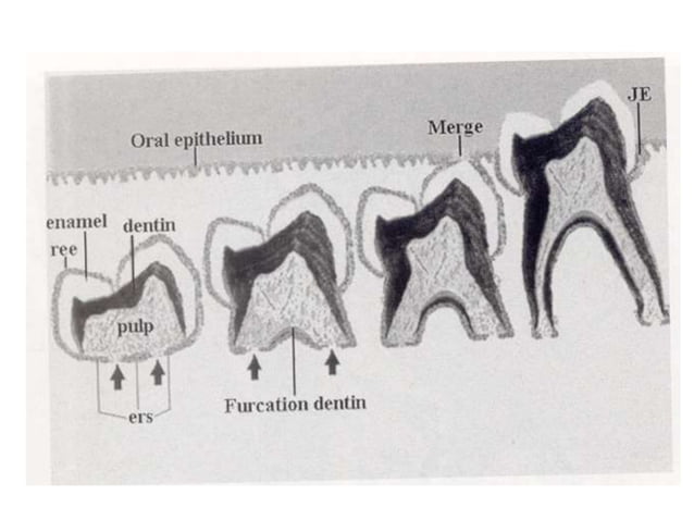 Tooth calcification and eruption.pptx | Oral care | Personal Care