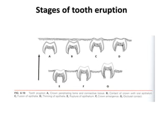 Tooth calcification and eruption.pptx