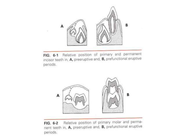 Tooth calcification and eruption.pptx | Oral care | Personal Care
