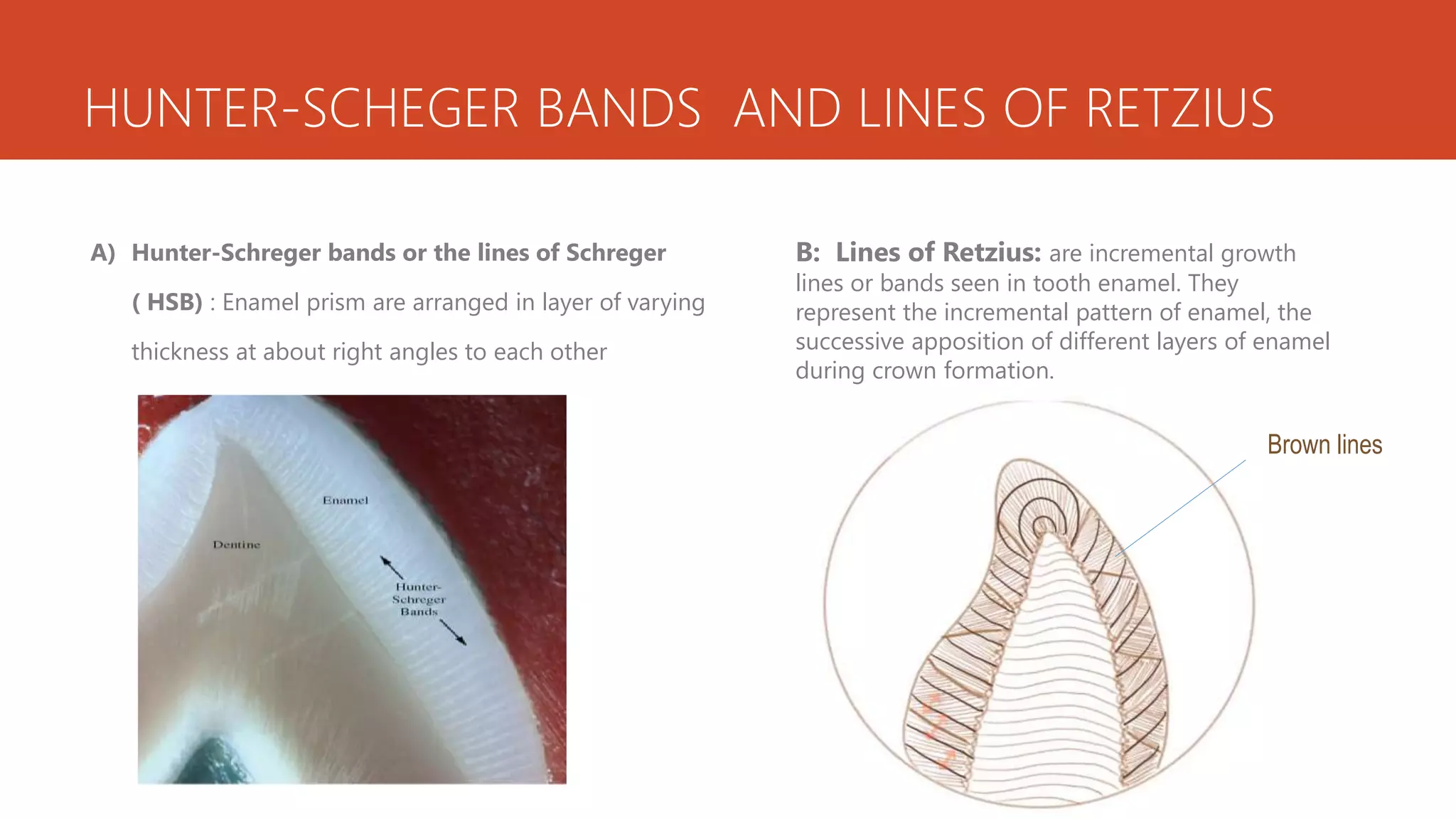 Tooth components. Enamel | PPTX