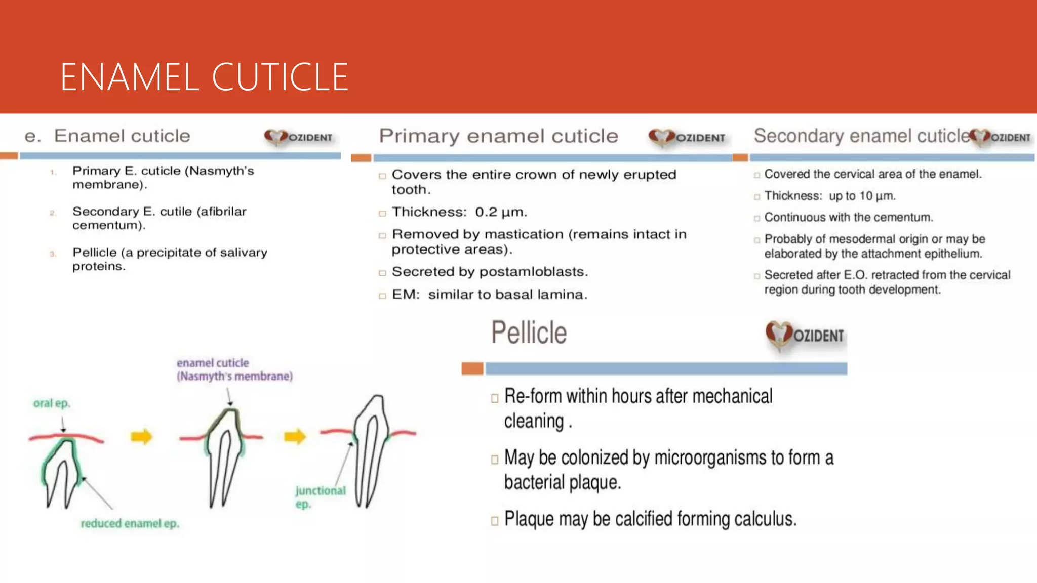 Tooth components. Enamel | PPTX