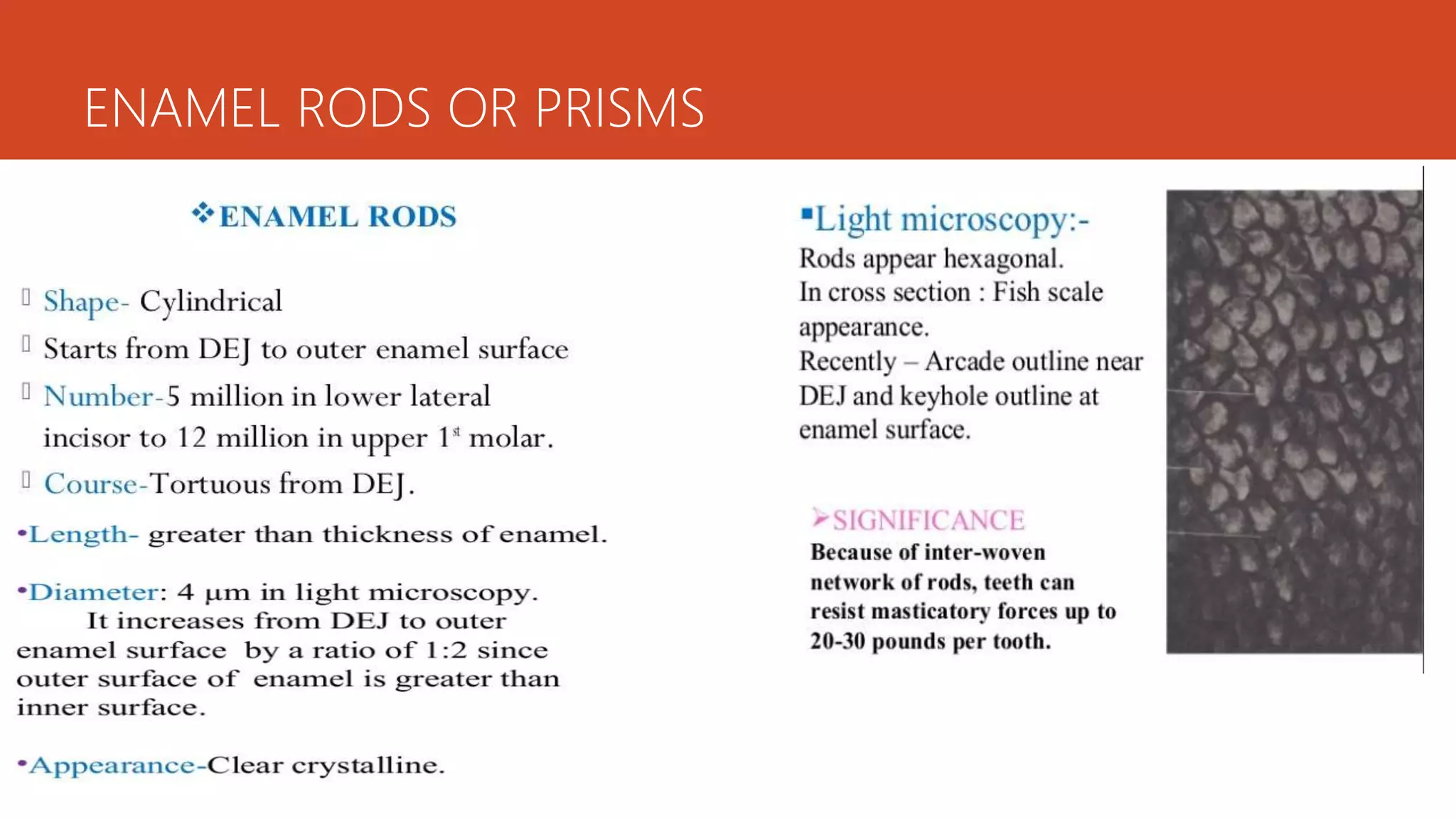 Tooth components. Enamel | PPTX