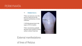 Tooth components. Enamel | PPTX