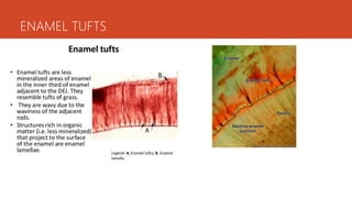 Tooth components. Enamel | PPTX