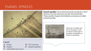 Tooth components. Enamel | PPTX