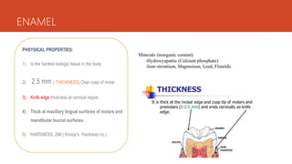 Tooth components. Enamel | PPTX