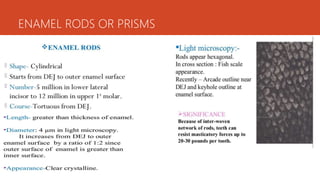Tooth components. Enamel | PPT