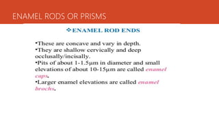 Tooth components. Enamel | PPTX